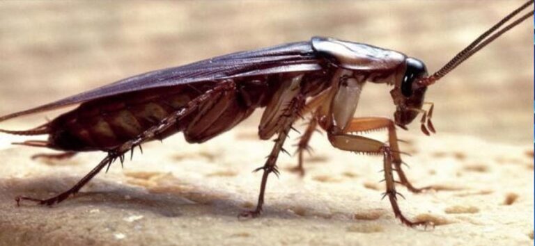 Cucarachas. Tipos, como detectar en casa, tratamiento, huevos, atacan