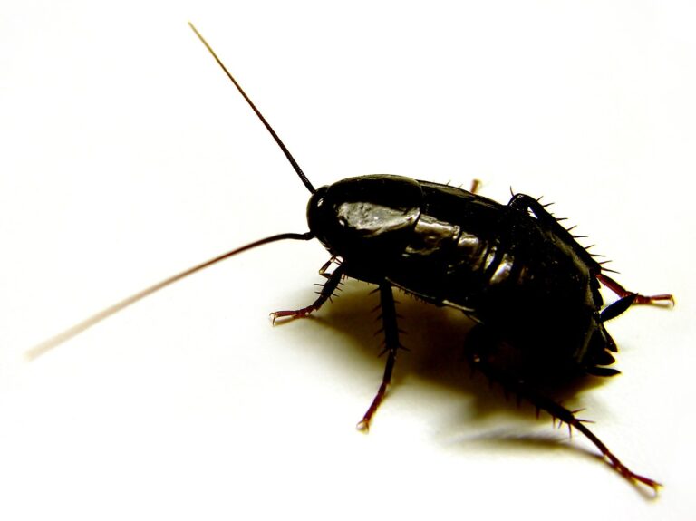 Cucaracha oriental. Tipos, como detectar en casa, tratamiento, huevos ...