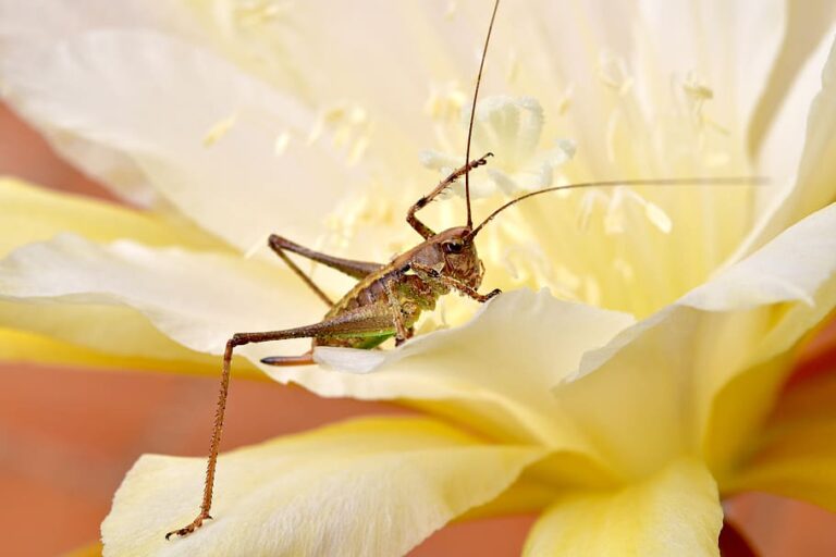 Trampas para grillos. Mejor insecticida, repelente, veneno spray