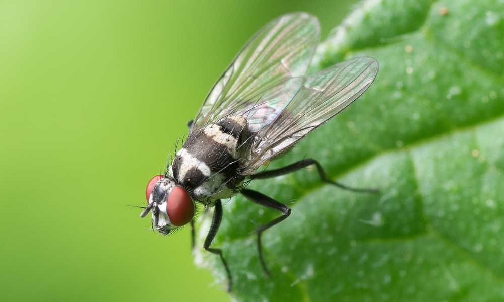Moscas. Tipos, como detectar en casa, tratamiento, huevos, atacan