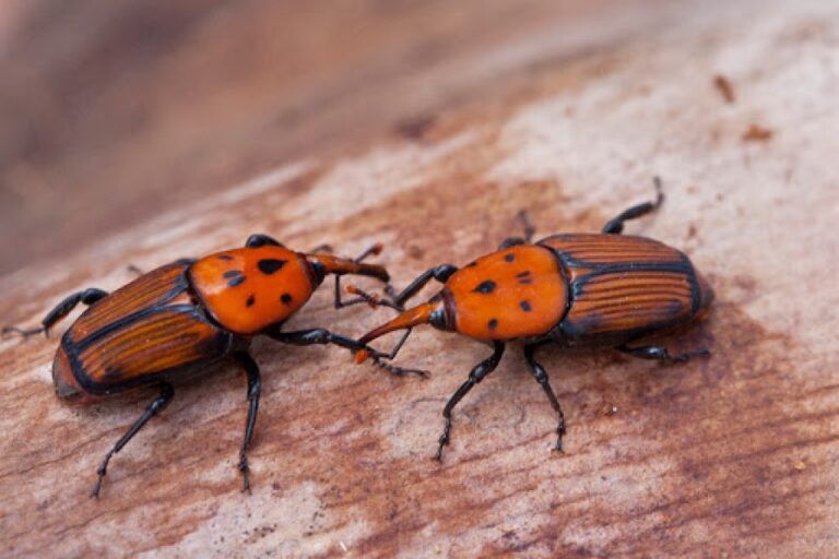 Picudo rojo. Tipos, como detectar en casa, tratamiento, huevos, atacan